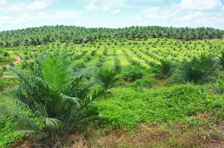 Feronia Inc. Completes US$19.3 Million Private Placement and Debt ...